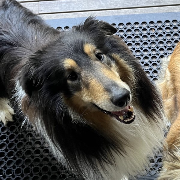 Colliewobbles Rescue & Rehoming Australia
