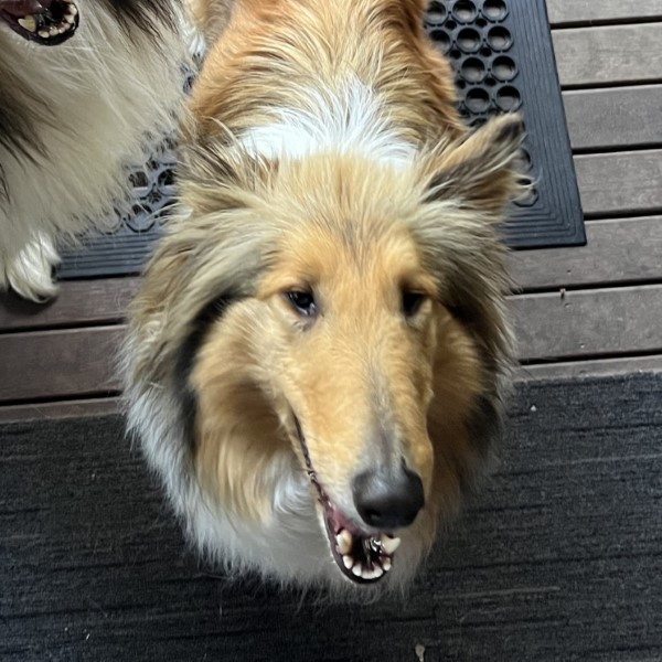 Adopt - Colliewobbles Rescue & Rehoming Australia
